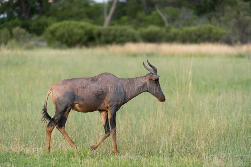 A Tsessebe (antilope) in a Field Stock Image - Image of antilope ...