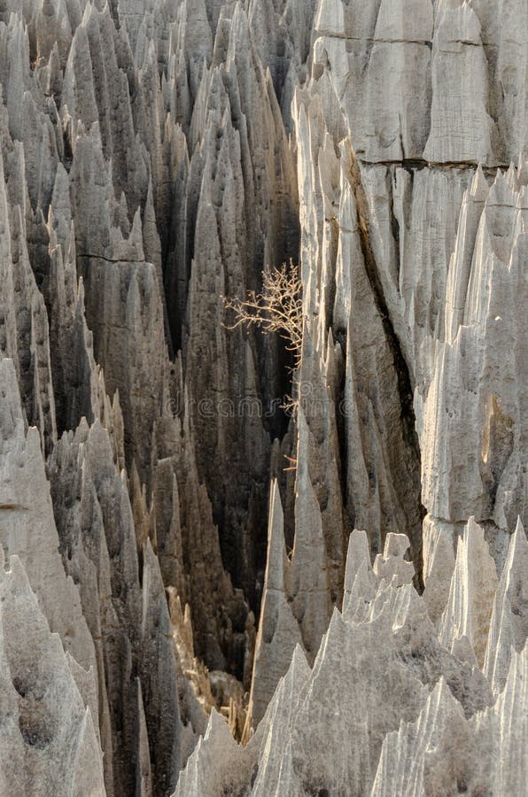 Tsingy Limestone Formations in Madagascar Stock Photo - Image of ...