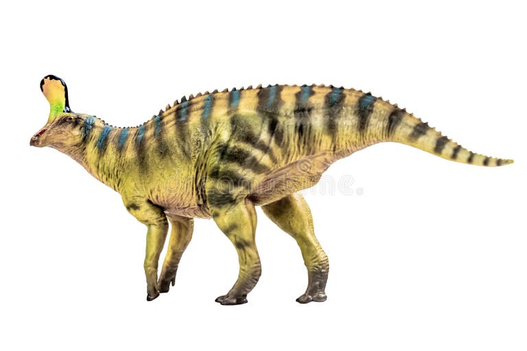 Tsintaosaurus Spinorhinus Dinosaur on White Isolate Background Clipping ...