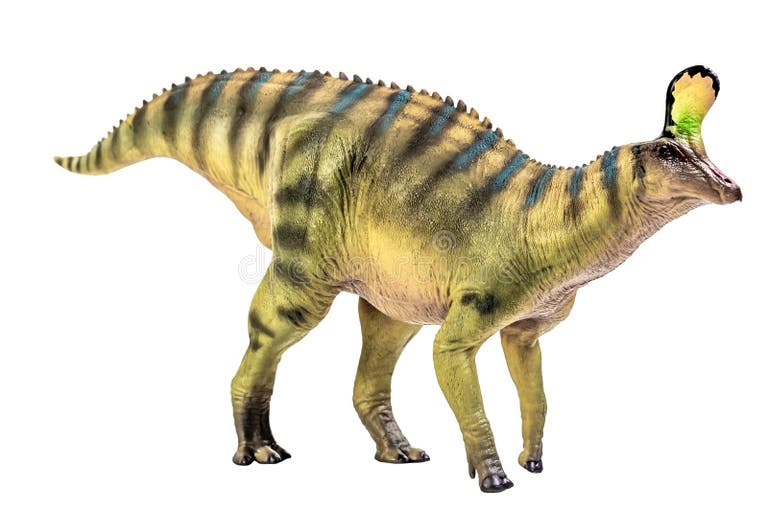 Tsintaosaurus Spinorhinus Dinosaur on White Isolate Background Clipping ...