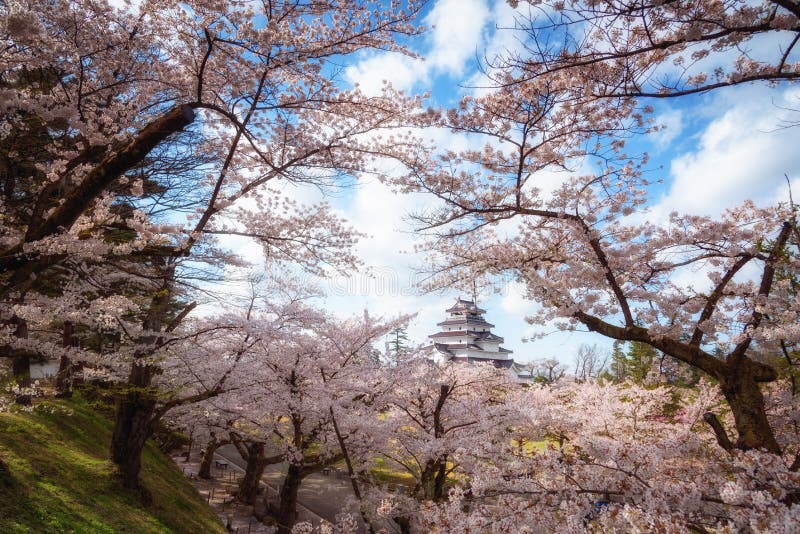 Tsuruga Castle (Aizu Castle) Surrounded by Hundreds of Sakura Tr Stock ...