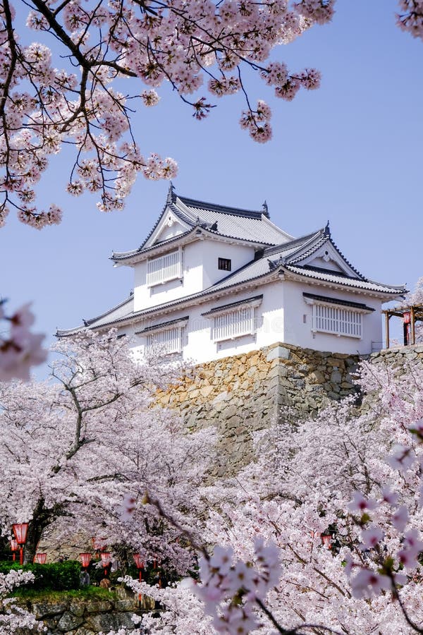 Tsuyama Castle and Sakura stock photo. Image of shrub - 214996012