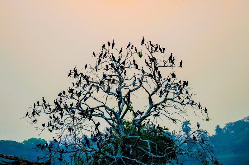 Tree with birds stock photo. Image of full, ttee, packed - 130020906