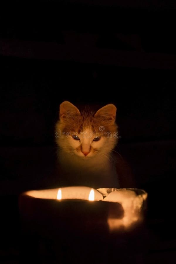 Tthe cat and candle stock image. Image of night, divination - 65646967