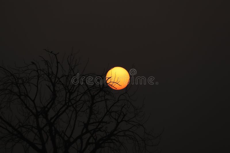 TThe Yellow Sun Behind Branched Tree Stock Photo - Image of outdoor ...