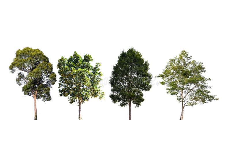 Ttree in white blossom stock photo. Image of macro, tree - 40176370