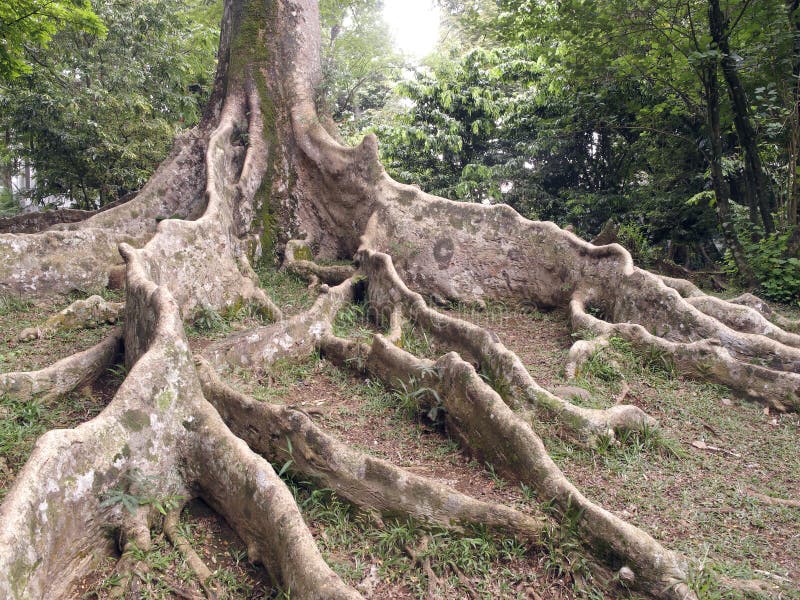 Shorea Fagueteana Or Giant Mengaris Tree In Sabah Borneo Rainforest ...