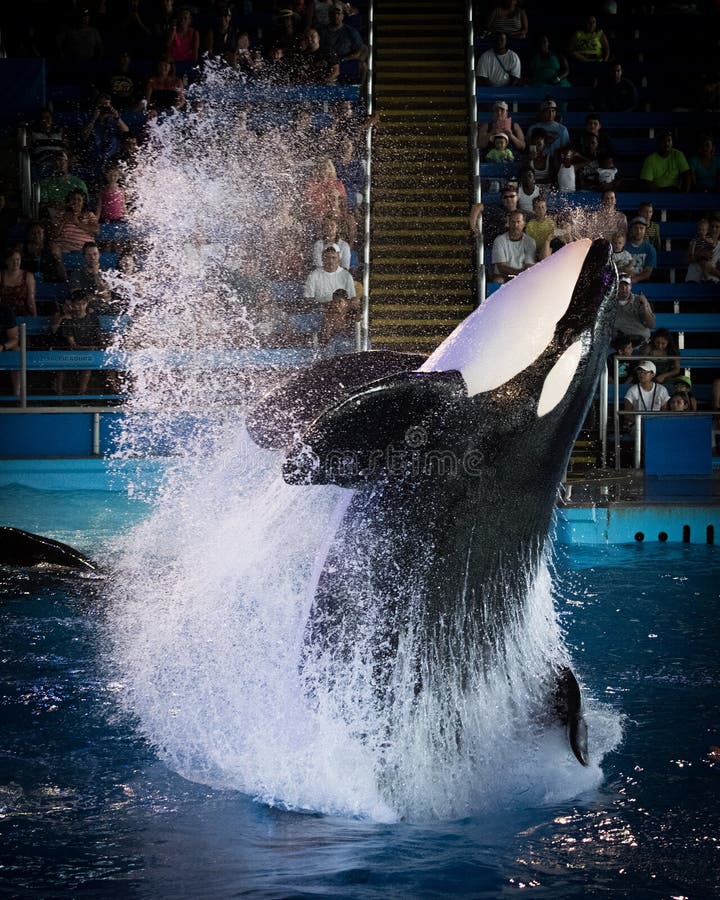 Orca De SeaWorld San Antonio Foto editorial - Imagen de aletas, agua ...