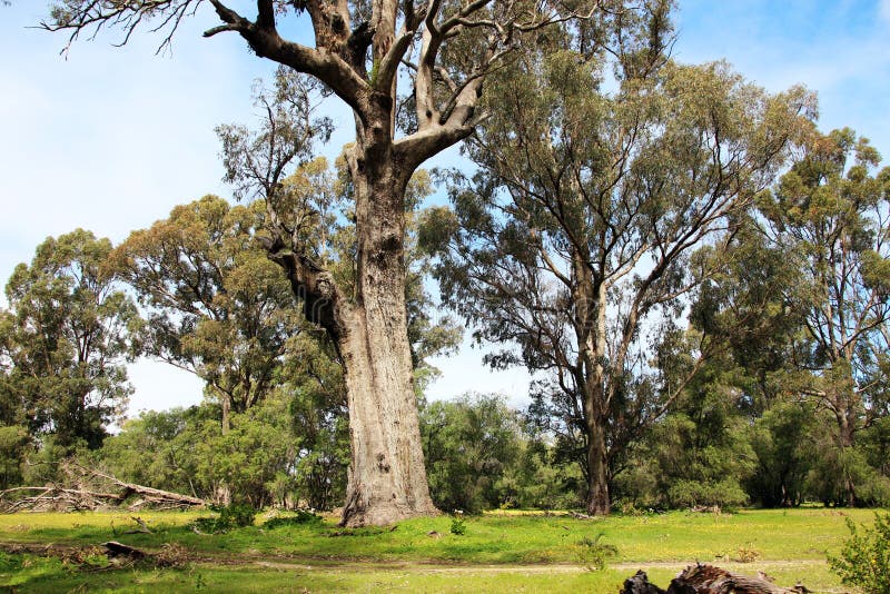 Tuart Tree Near Ludlow Tuart Forest Stock Image - Image of grass ...