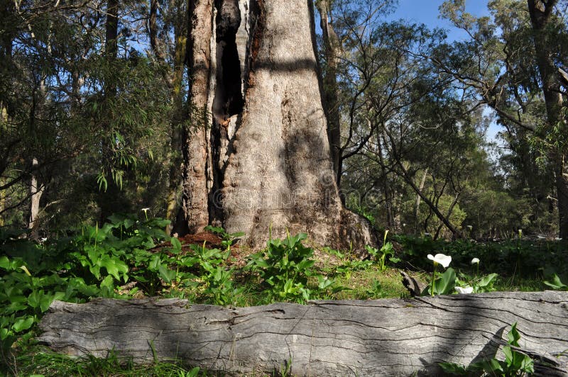 Tuart Trees, Foliage and Branches, Australia Stock Photo - Image of ...