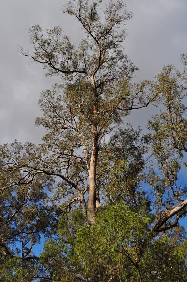 Tuart Trees, Foliage and Branches, Australia Stock Photo - Image of ...