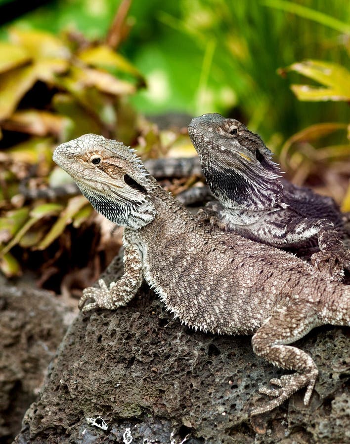 Tuatara della lucertola fotografia stock. Immagine di dinosauro - 18375494
