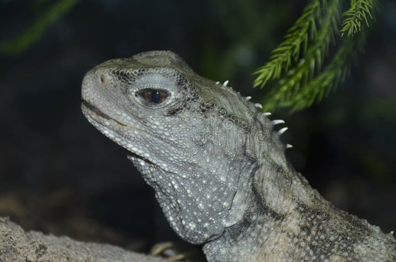 Tuatara lizard stock image. Image of tuatara, gray, ridges - 23534489