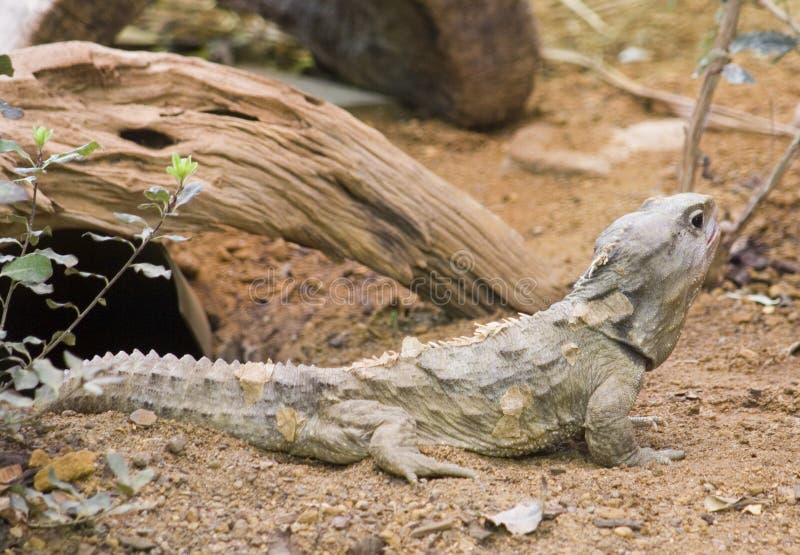 Tuatara lizard reptile stock image. Image of tuatara, dinosaur - 2407571