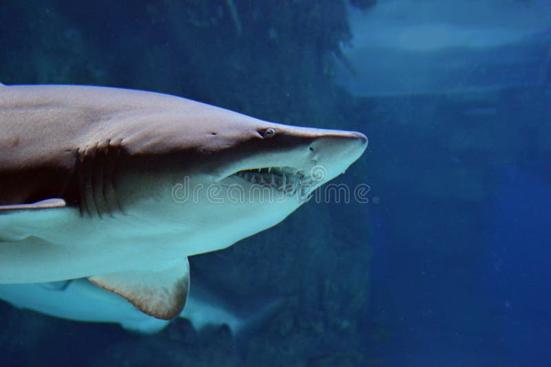 Tubarão com boca aberta foto de stock. Imagem de cinzento - 65674042