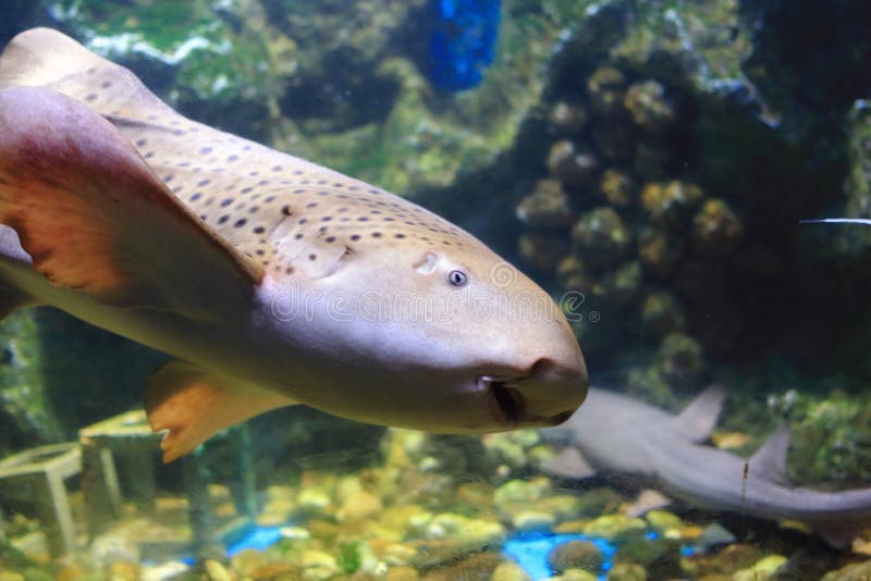 Tubarão Da Zebra (fasciatum De Stegostoma) Imagem de Stock - Imagem de ...