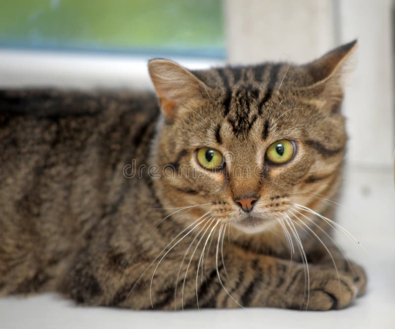 Tubby tabby cat stock image. Image of camera, mammal - 43088899