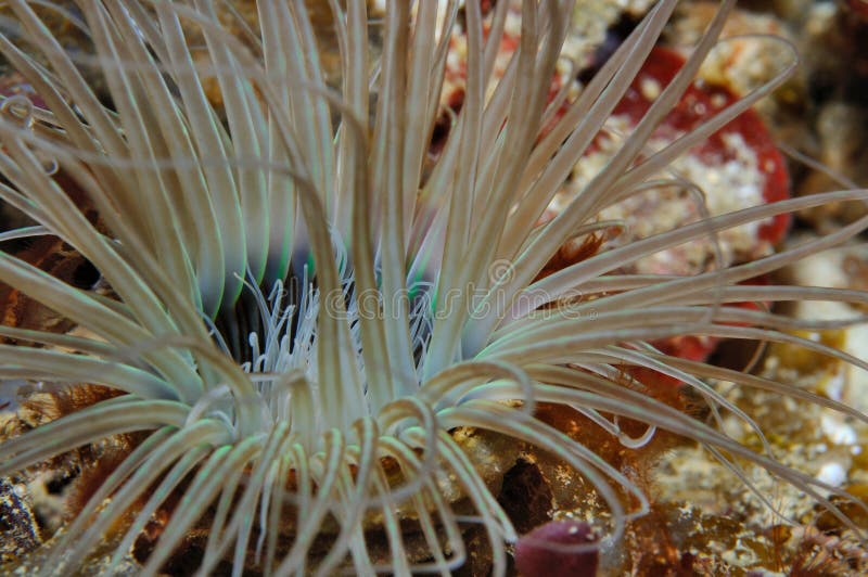 Tube anemone side view stock image. Image of undersea - 81197475