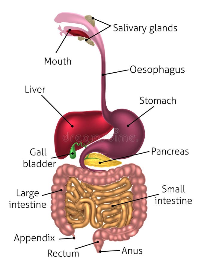 Tube Digestif Anatomique De Diagramme Illustration de Vecteur - Image ...