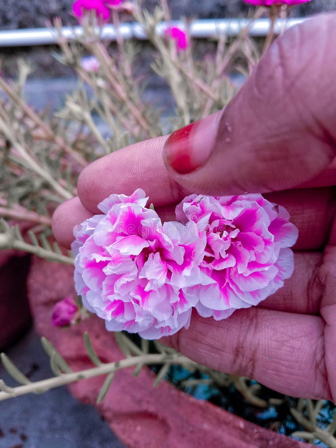 Tube flower stock photo. Image of awesome, flower, fantanstic - 223997180