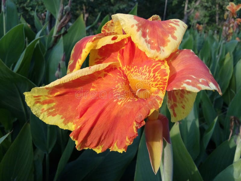 Tube flower stock photo. Image of flower, tube, park - 45009348