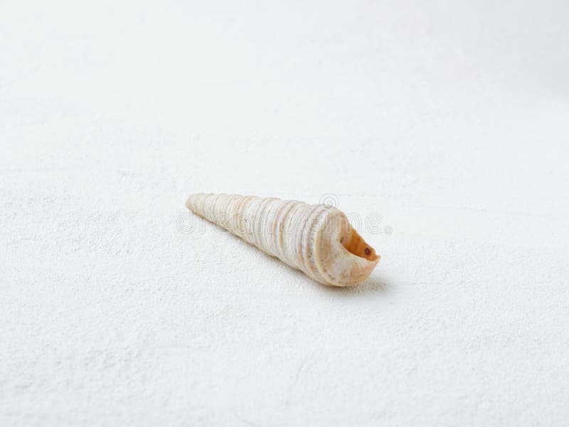 Tube sea mollusk shell. stock image. Image of design - 216452947