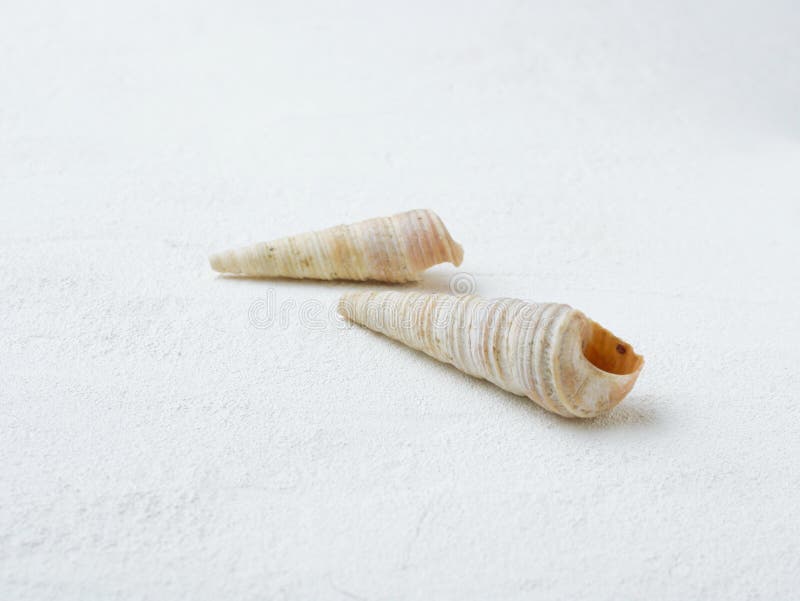 Tube sea mollusk shell. stock image. Image of creature - 216452961