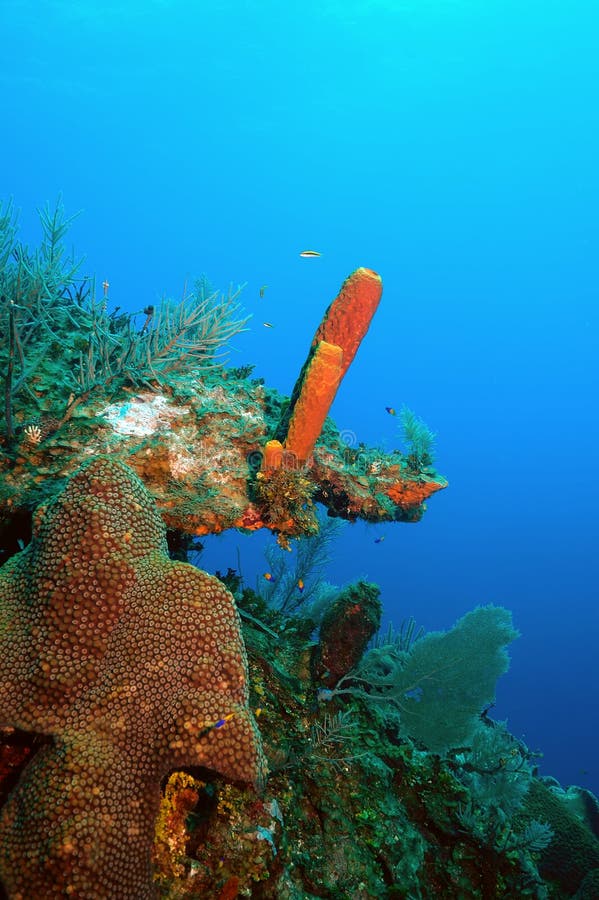 Yellow Tube Sponge stock photo. Image of sponge, caribbean - 5230944