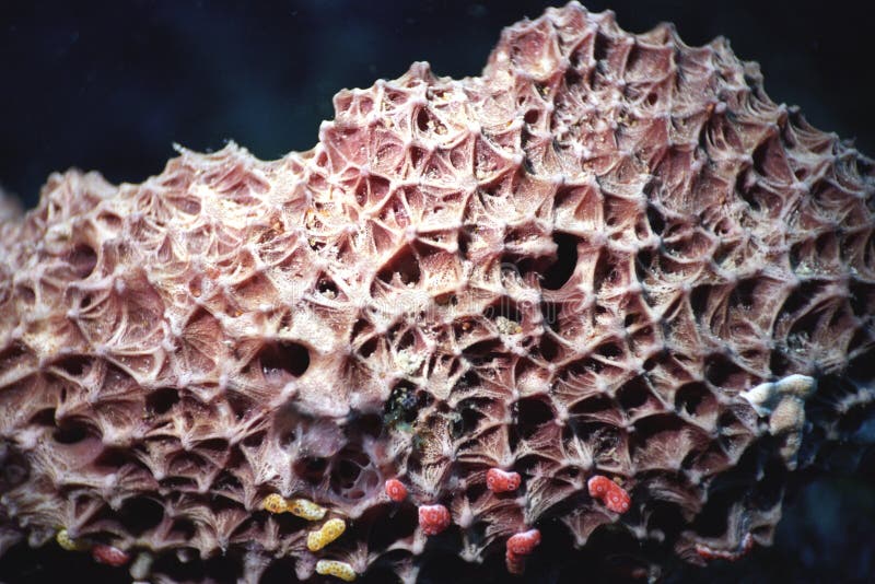Tube Sponge stock photo. Image of coral, marine, aquarium - 6395324