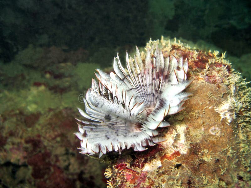 Tube Worm stock image. Image of marine, reef, tube, underwater - 303337