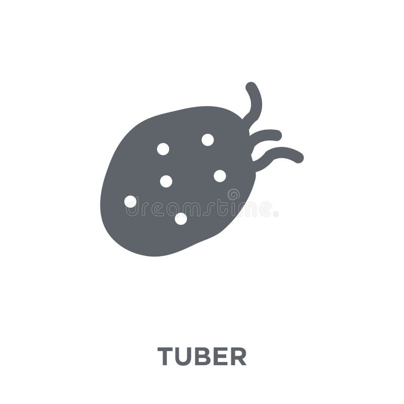 Tuber Vegetables Potato, Sunflower and Sweet Potato Graphic Template ...