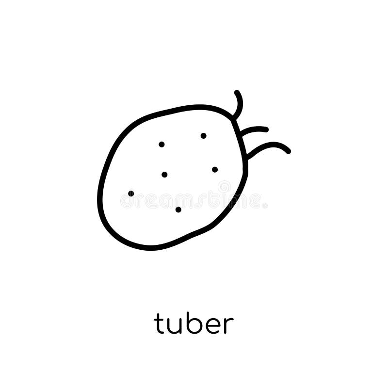 Tuber Linear Icon. Modern Outline Tuber Logo Concept on White Ba Stock ...
