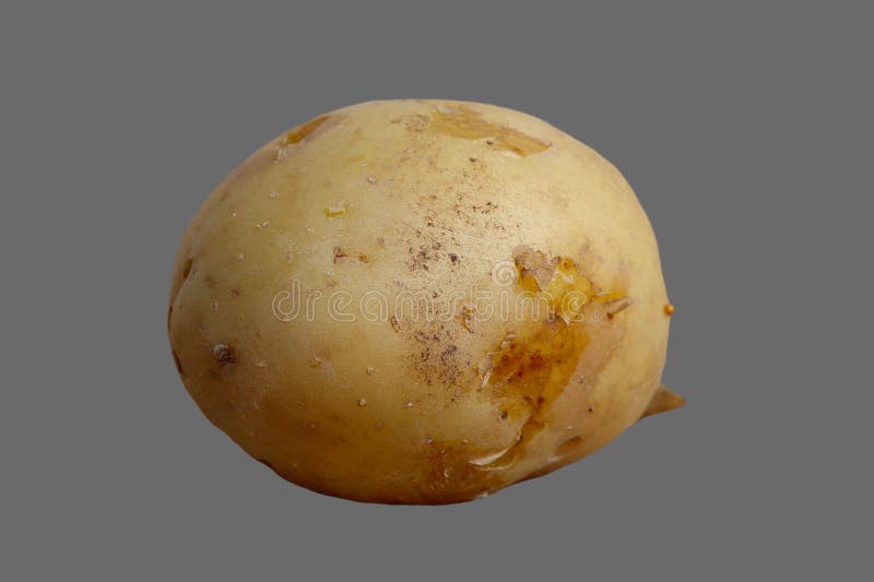 Tuber, Root of Potato Vegetable Stock Photo - Image of potato, juicy ...