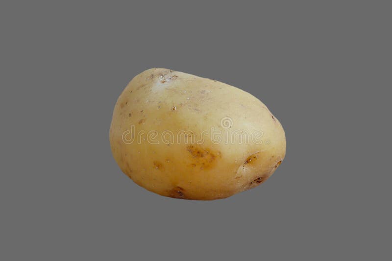 Tuber, Root of Potato Vegetable Stock Photo - Image of nutrition ...