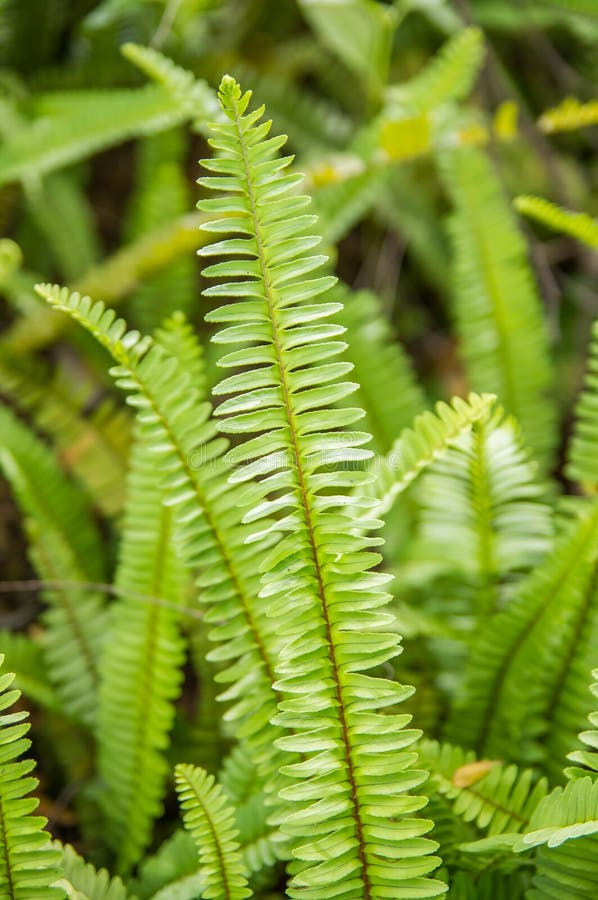 Tuber Sword Fern stock photo. Image of foliage, macro - 42540276