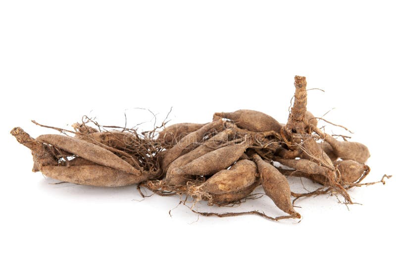 Tubercules de dahlia photo stock. Image du nature, dahlia - 51552376