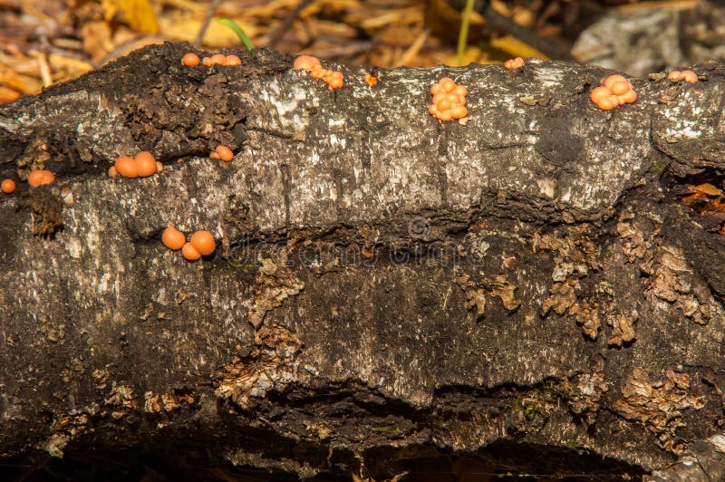 Tuberculous Necrosis of the Cortex is a Rather Dangerous Disease Stock ...