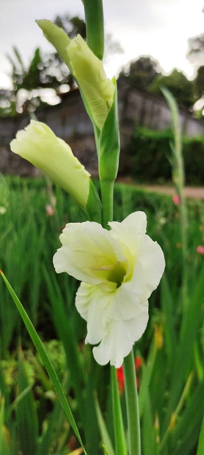 Tuberosa Flower farmhouse stock image. Image of nature - 252279945