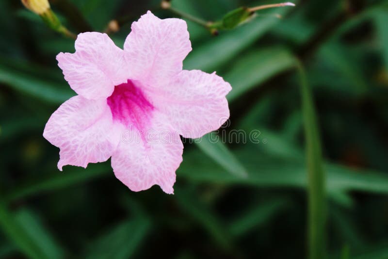 Flor Del Tuberosa De Ruellia Foto de archivo - Imagen de violeta, fondo ...