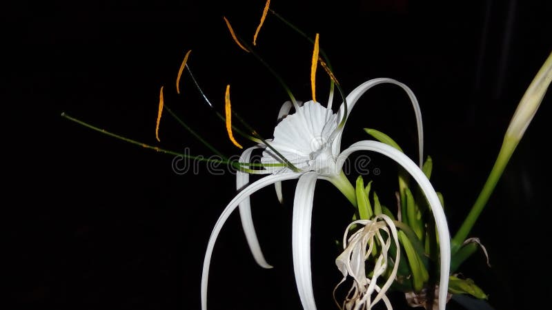 Tuberosa editorial photo. Image of flower, tuberosa, night - 56294681