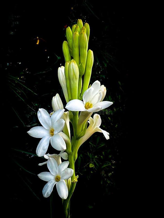 A Tuberose flower stock photo. Image of fragrant, tube - 286073096