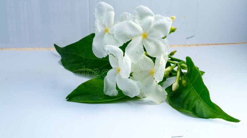 Tuberose flower stock image. Image of green, tuberose - 79902139