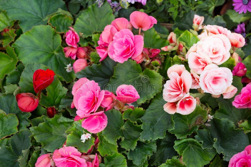 6,716 Tuberkulos Foton - Gratis och royaltyfria stockfoton från Dreamstime