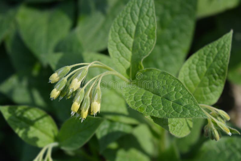Tuberous comfrey stock photo. Image of comfrey, nature - 209311338