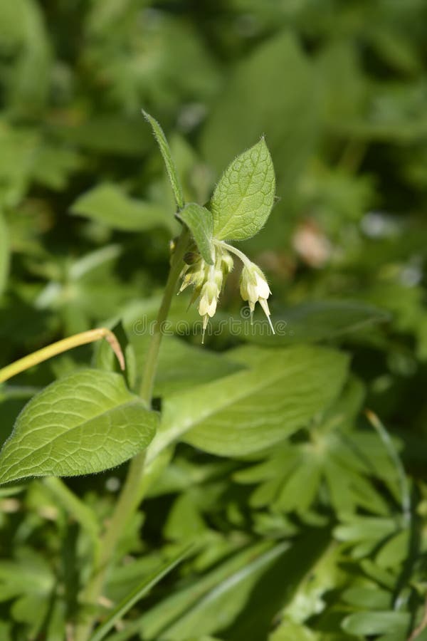 Tuberous comfrey stock image. Image of leaf, spring - 274880343