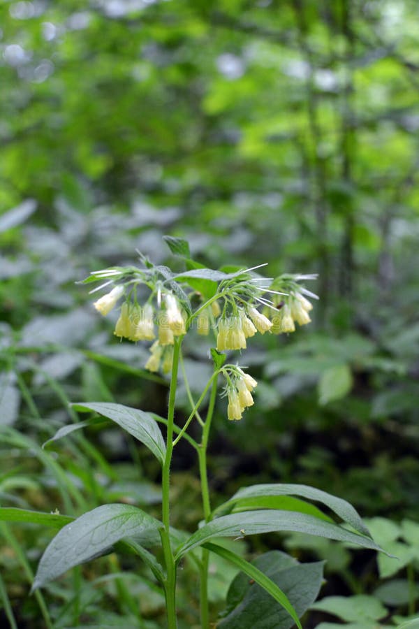 Tuberous Comfrey (Symphytum Tuberosum) Grows in Nature in Spring Stock ...