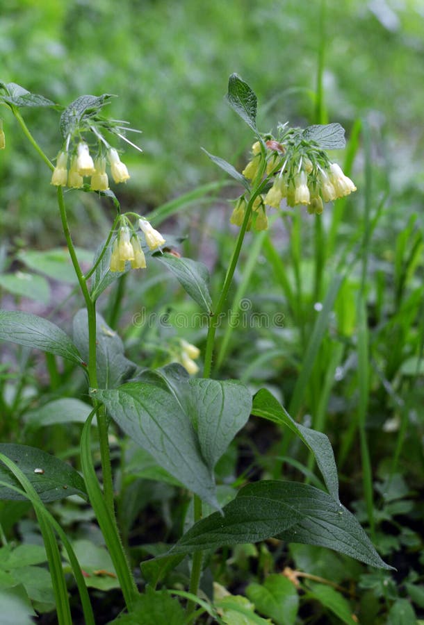 Tuberous Comfrey (Symphytum Tuberosum) Grows in Nature in Spring Stock ...