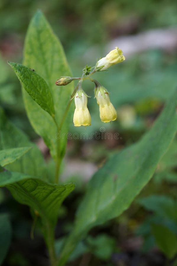 Tuberous Comfrey (Symphytum Tuberosum) Stock Image - Image of foliage ...