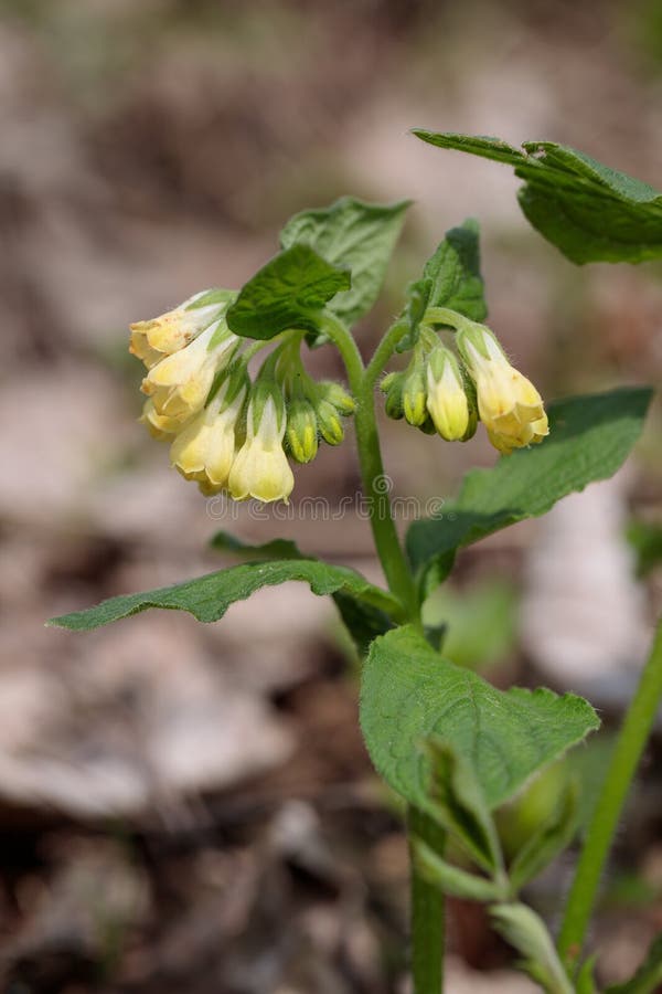 Tuberous Comfrey (Symphytum Tuberosum). Stock Image - Image of herb ...