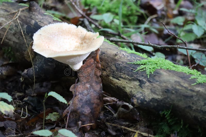 Tuberous polypore stock image. Image of funnel, sprobiontic - 339819965